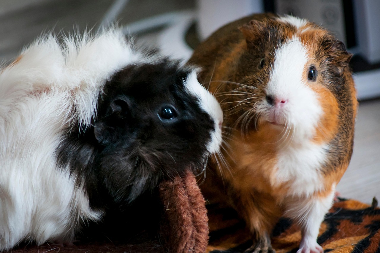 Les Cochons Cavia - Photo gratuite sur Pixabay - Pixabay