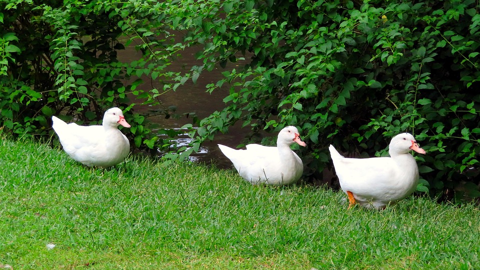 Bebek Burung Bulu - Foto gratis di Pixabay