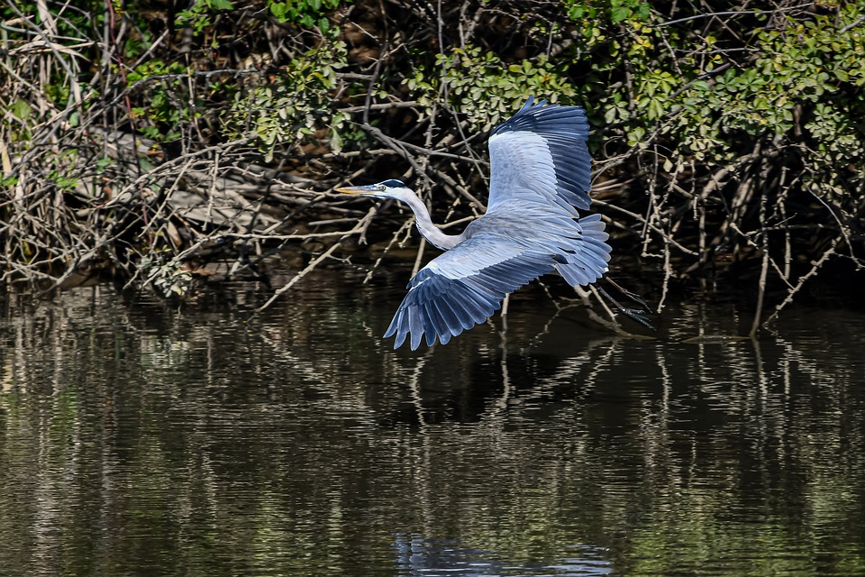Dier Vogel Reiger Grijze - Gratis foto op Pixabay - Pixabay