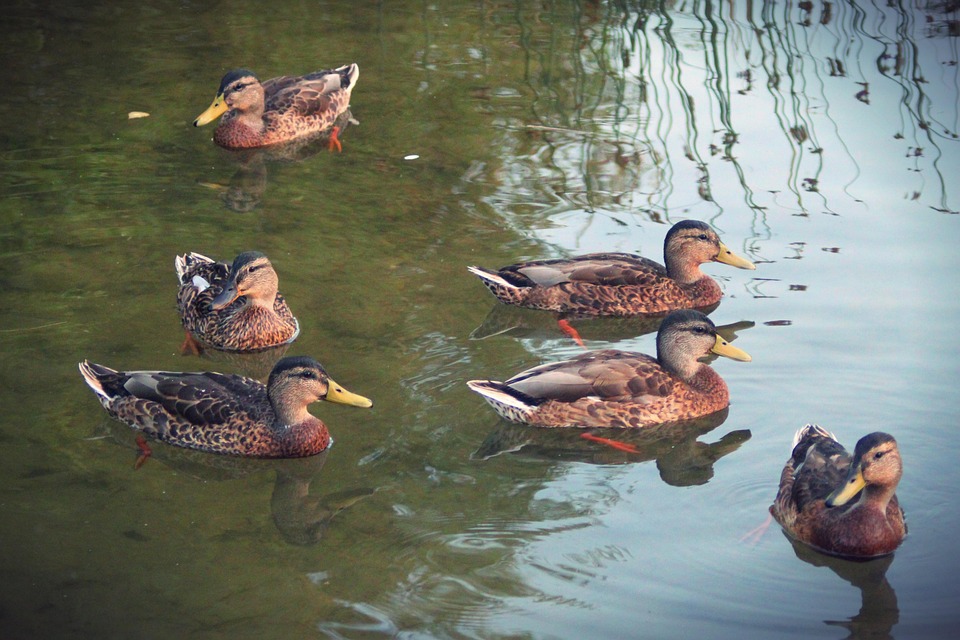 Waterfowls Ducks Mallard - Free photo on Pixabay