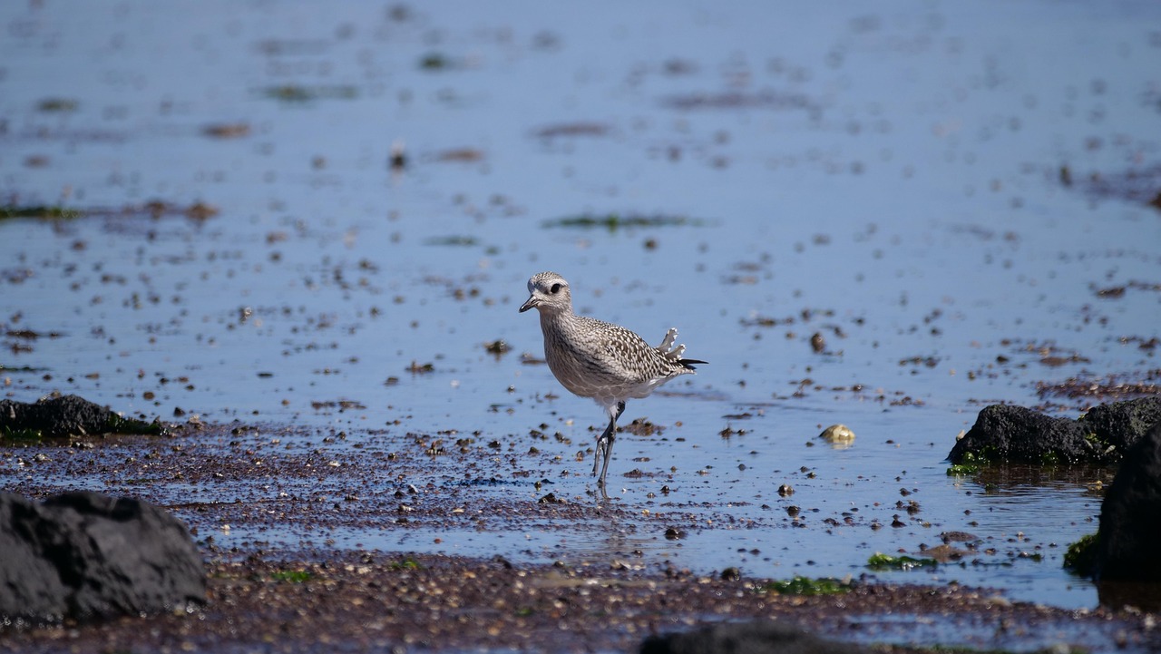 Grey Plover Bird Animal - Free photo on Pixabay - Pixabay