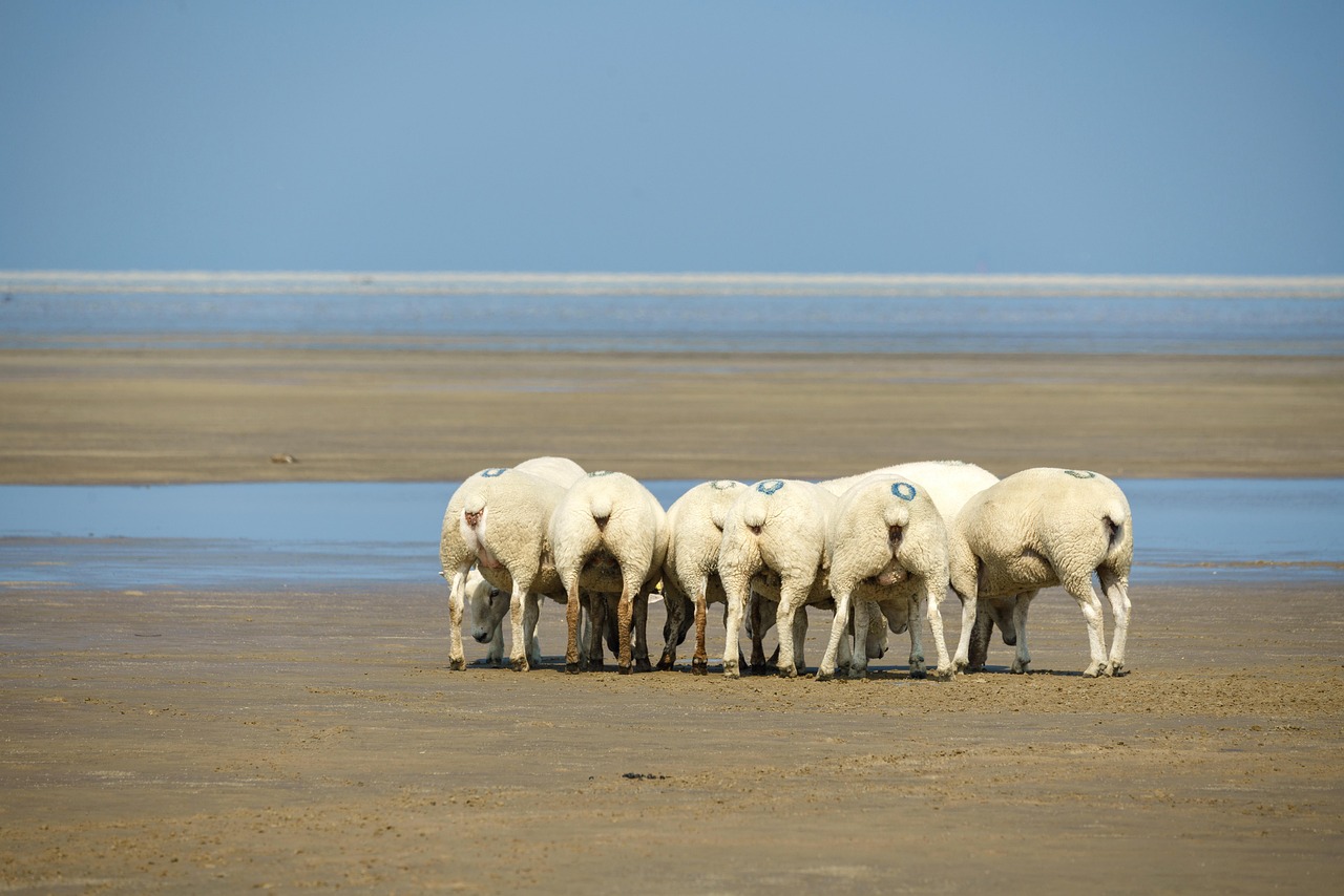 20,000+ Free Sheep Beach & Sheep Images - Pixabay