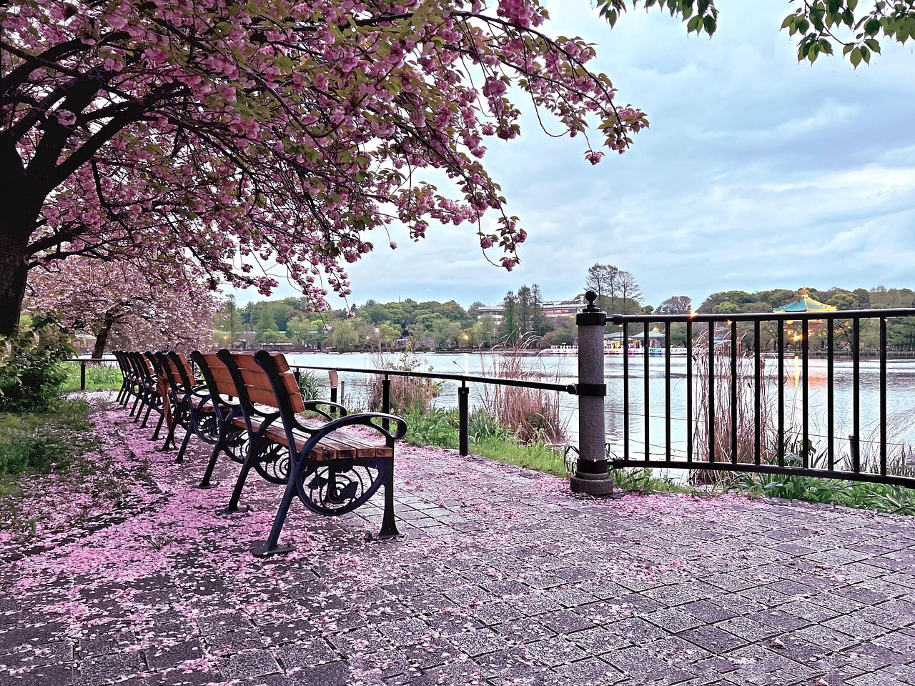 Bangku Berbunga Bunga Sakura - Foto gratis di Pixabay - Pixabay