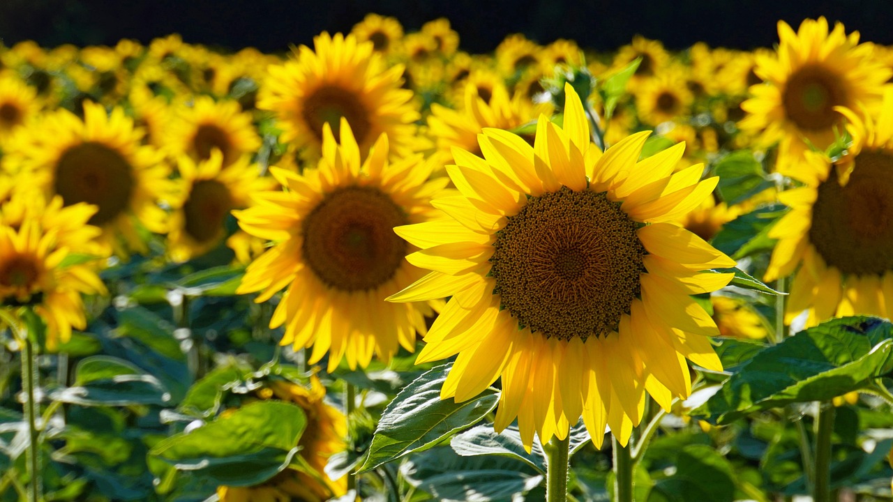 Sunflowers Flowers Yellow - Free photo on Pixabay - Pixabay