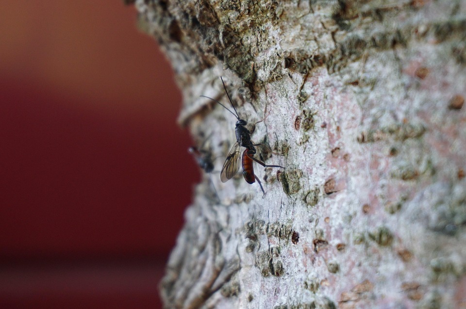 Avispa Ichneumon Insecto - Foto gratis en Pixabay
