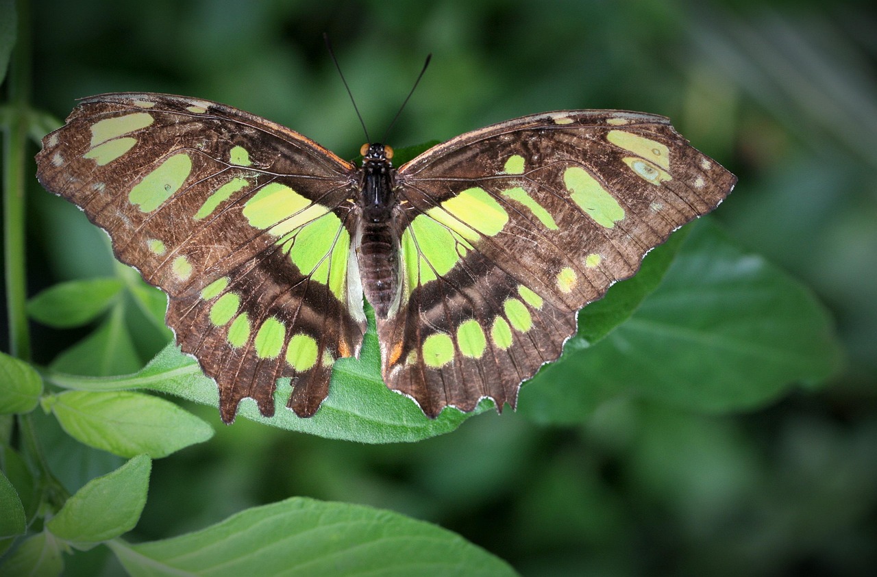 Papillon Des Tropiques - Photo gratuite sur Pixabay