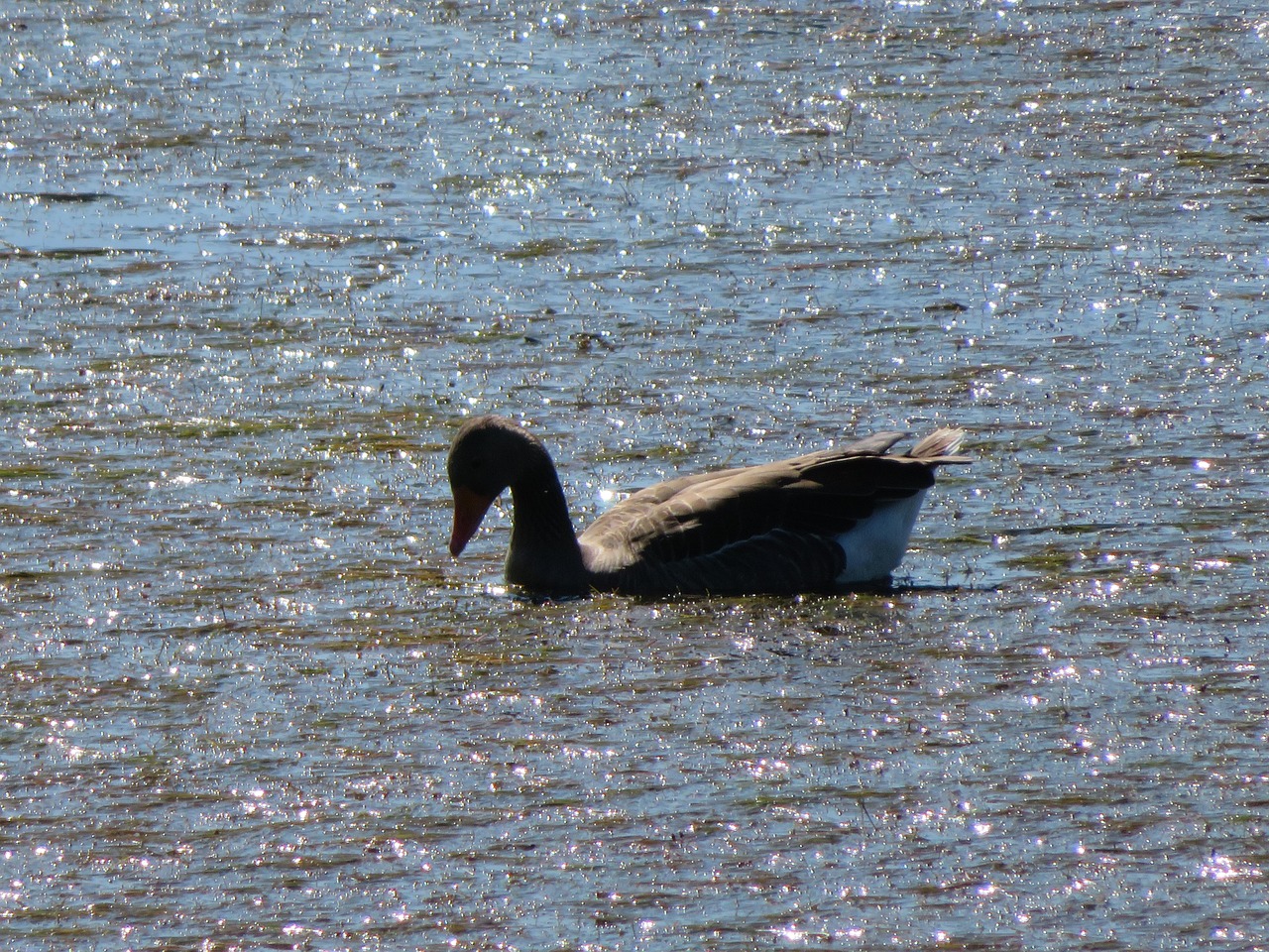 Ganso Común Ave Acuática Rin Agua - Foto gratis en Pixabay