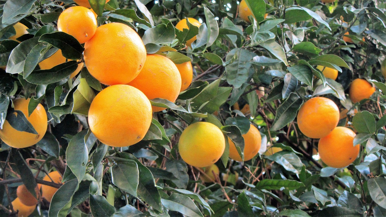 Naranjas Árbol De Frutas Cítricos - Foto gratis en Pixabay - Pixabay