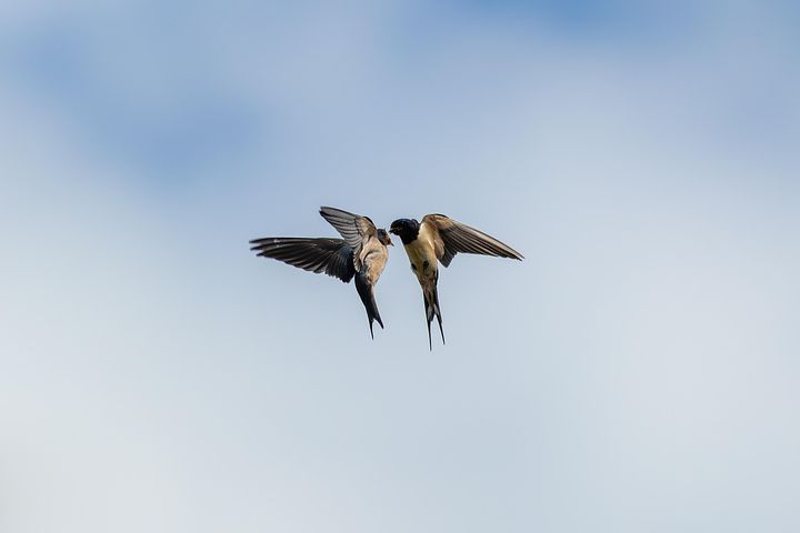 100+ Free Swallow Flying & Swallow Images - Pixabay