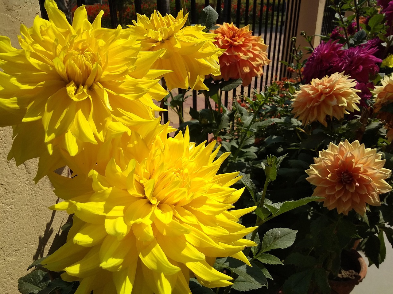 Garten Blumen - Kostenloses Foto auf Pixabay - Pixabay