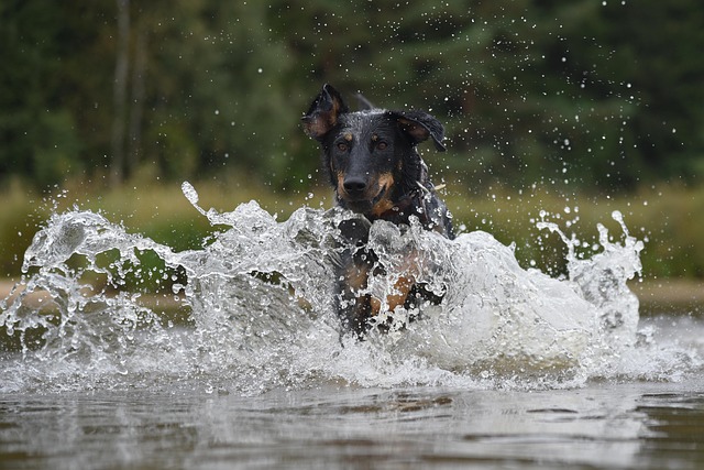 Beauceron Dog Pet - Free photo on Pixabay