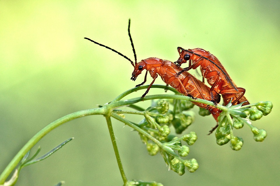 Black-Tipped Weevil Soft Beetle - Free photo on Pixabay - Pixabay