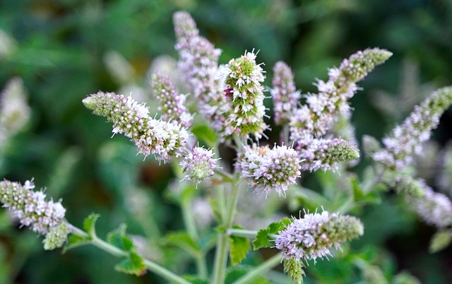 Hortelã Florescer Bloom - Foto gratuita no Pixabay - Pixabay