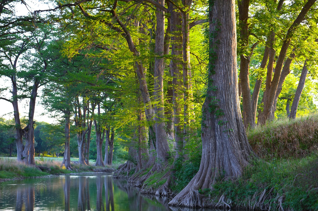 200,000+ Free Cypress Trees & Cypress Images - Pixabay