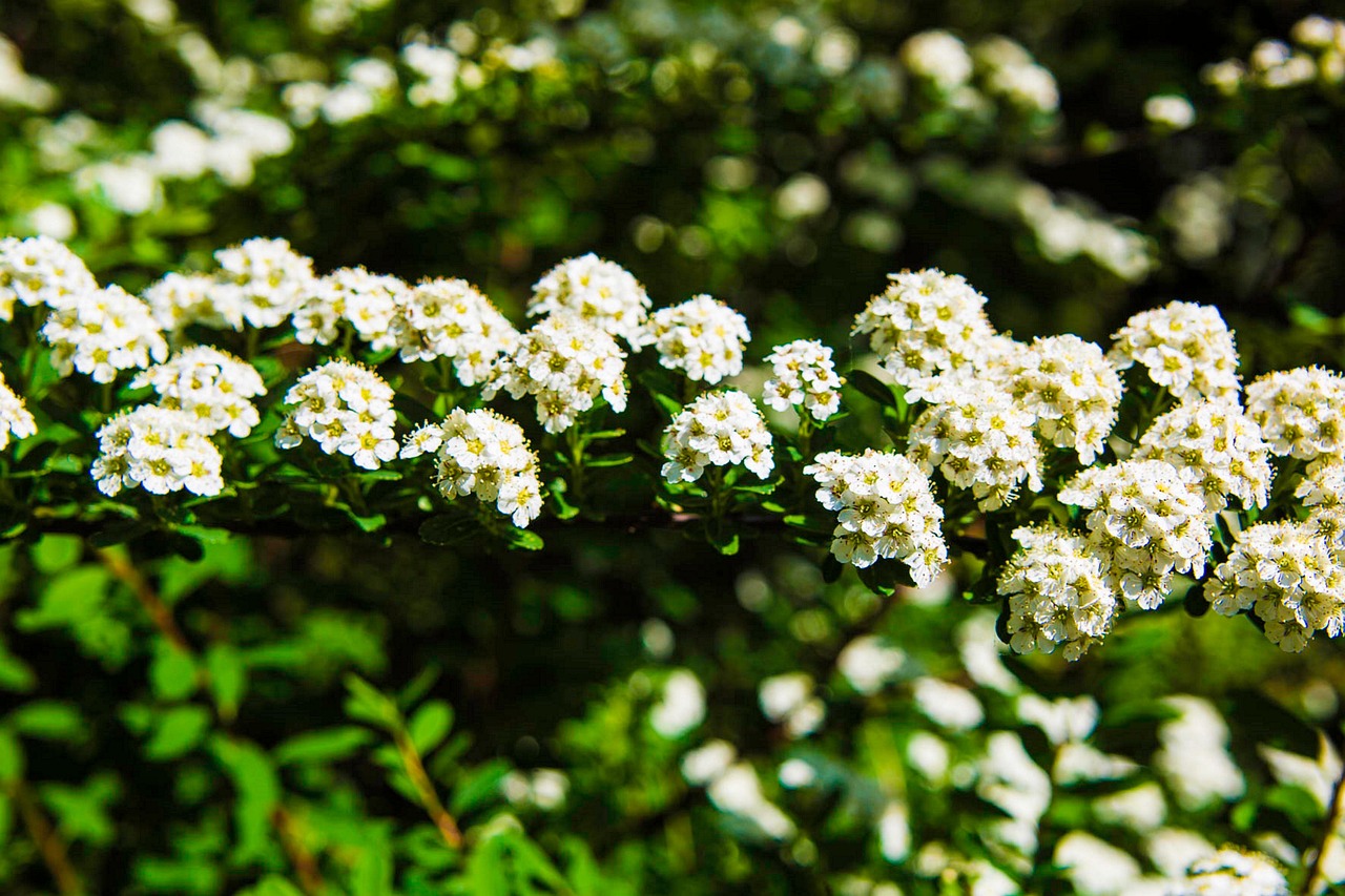 Fleurs Blanches Jardin - Photo gratuite sur Pixabay - Pixabay
