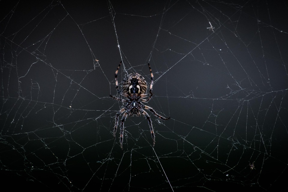 Spider Web Araneus - Free photo on Pixabay