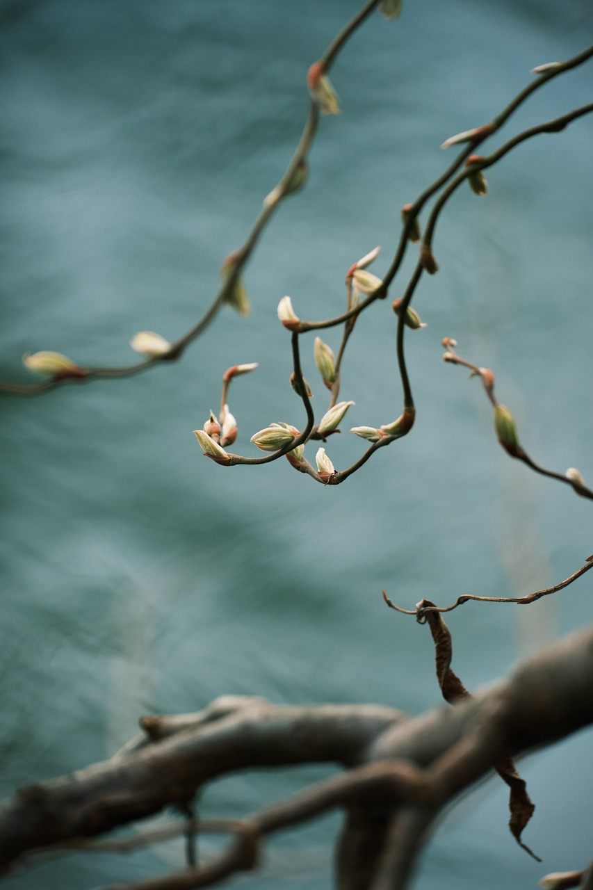 Flora Nature Flowers - Free photo on Pixabay - Pixabay