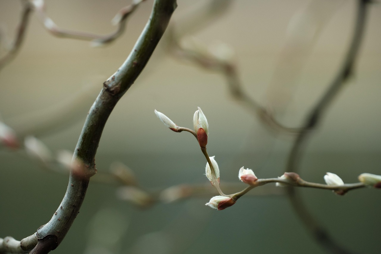 Plus de 400 000 images de Dessin Bourgeon Dans Les Arbres Printemps et ...