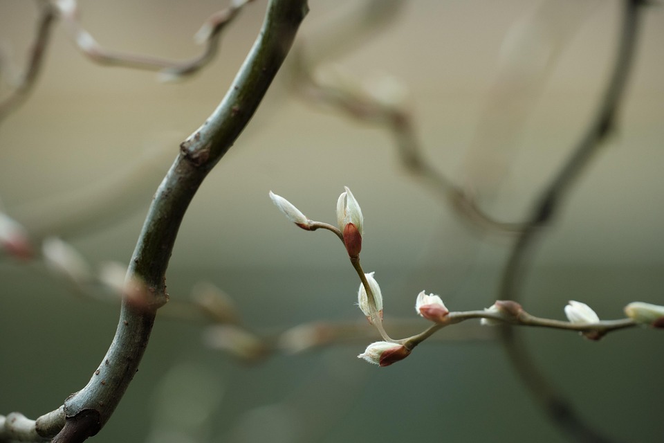 Flora Nature Flowers - Free photo on Pixabay - Pixabay