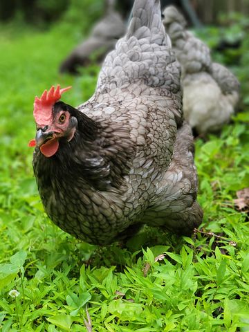 40+ Free Backyard Chickens & Backyard Images - Pixabay