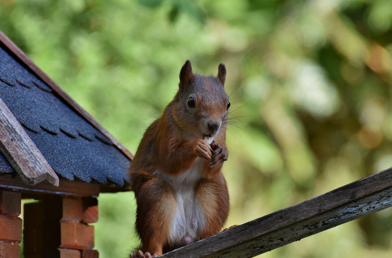 7,000+ Free Squirrel & Nature Images - Pixabay