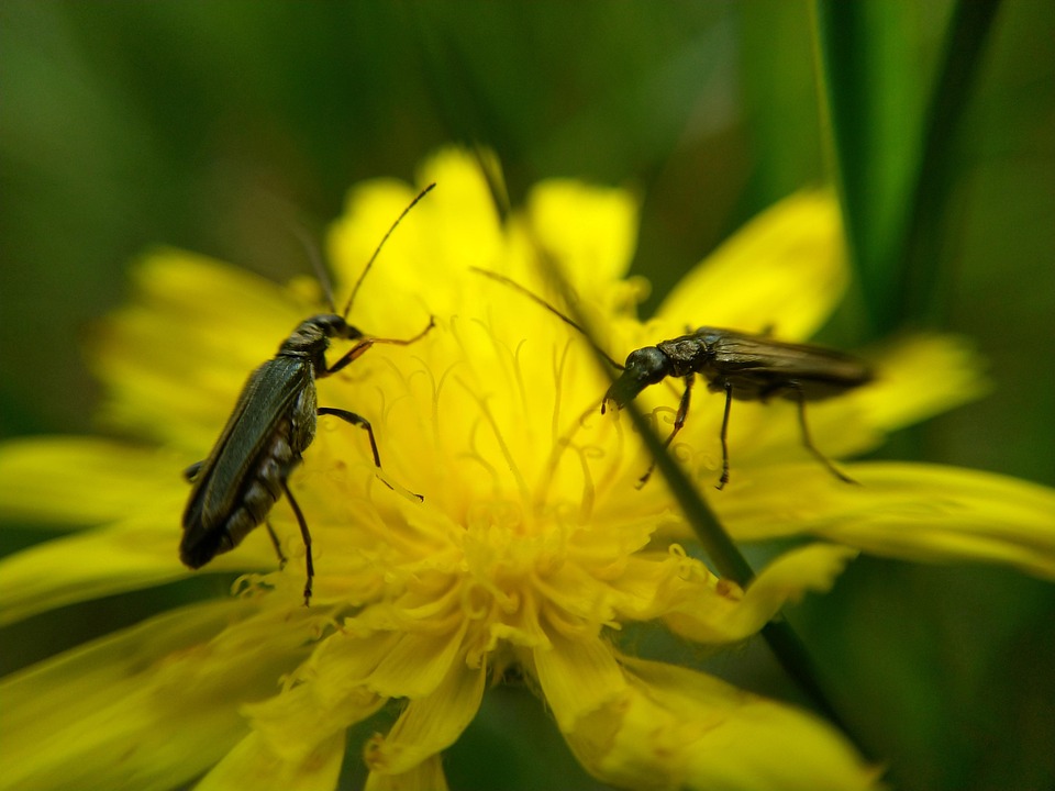 Nature Fleur Insecte - Photo gratuite sur Pixabay - Pixabay