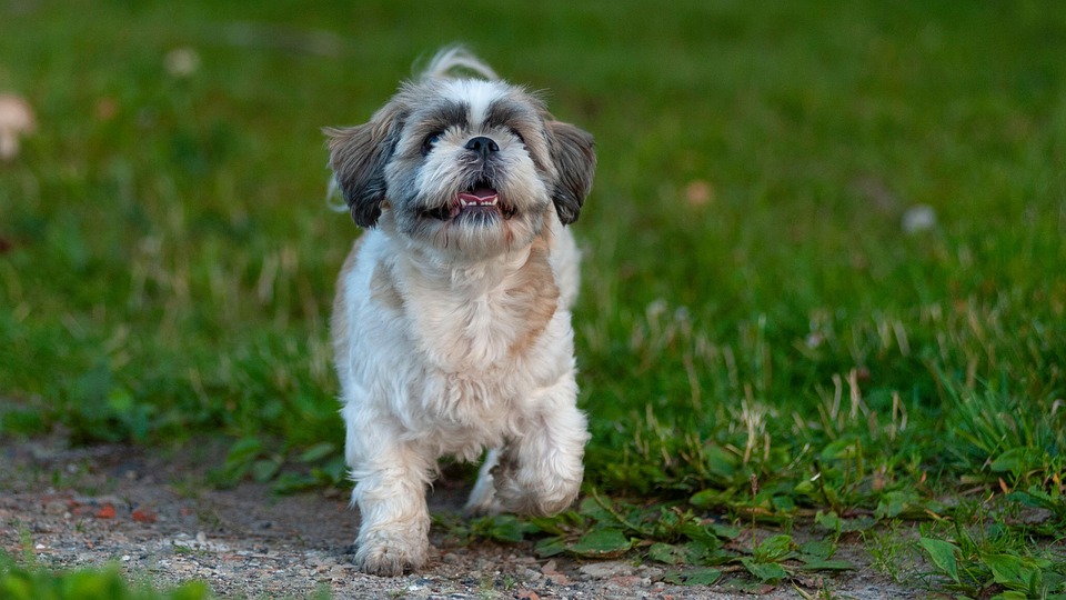 Dog Shih Tzu Pet - Free photo on Pixabay - Pixabay
