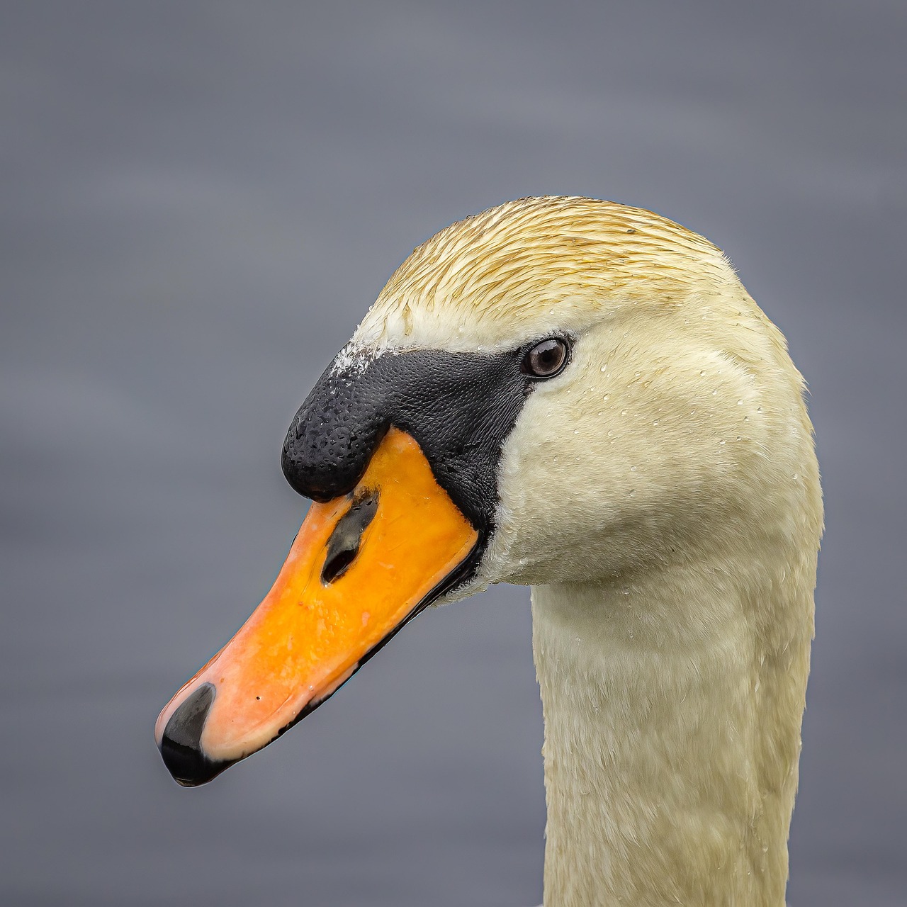 100+ Free Whooper Swan & Nature Images - Pixabay