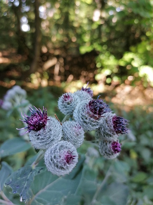 Felt Burr Flowers Plant - Free photo on Pixabay - Pixabay