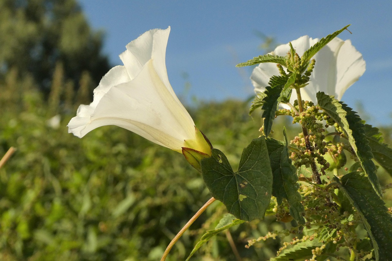 Thorn Apple Plant Flower - Free photo on Pixabay