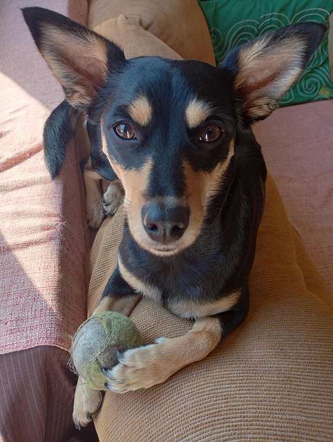 Cachorro Canino Dog - Foto gratuita no Pixabay - Pixabay