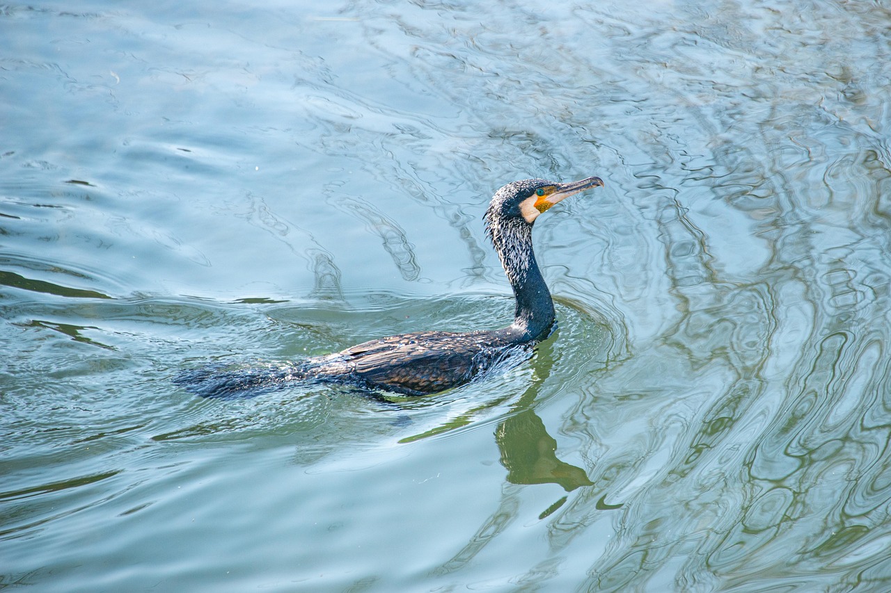 Cormorant Bird Lake - Free photo on Pixabay