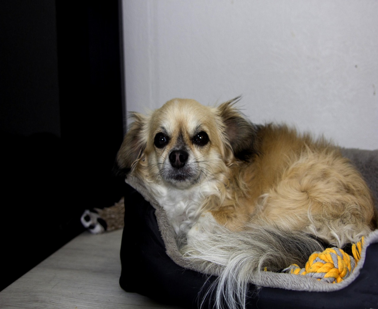 Chihuahua Chien Domestique - Free photo on Pixabay - Pixabay