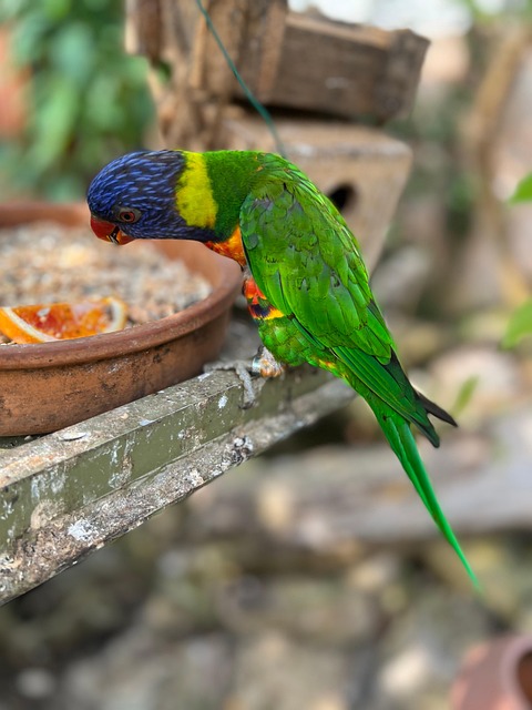 Parrot Bird Birds - Free photo on Pixabay - Pixabay