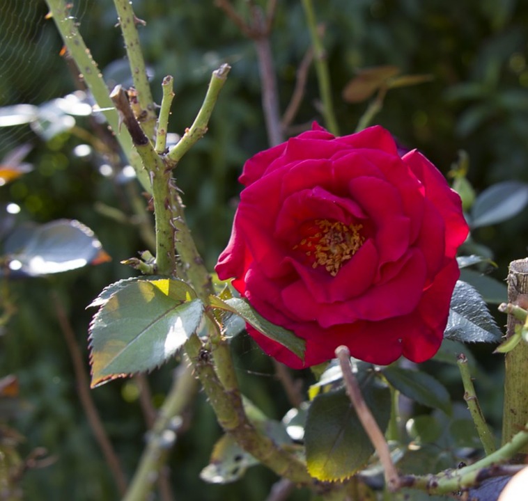 Rose Nature Flore - Photo gratuite sur Pixabay - Pixabay