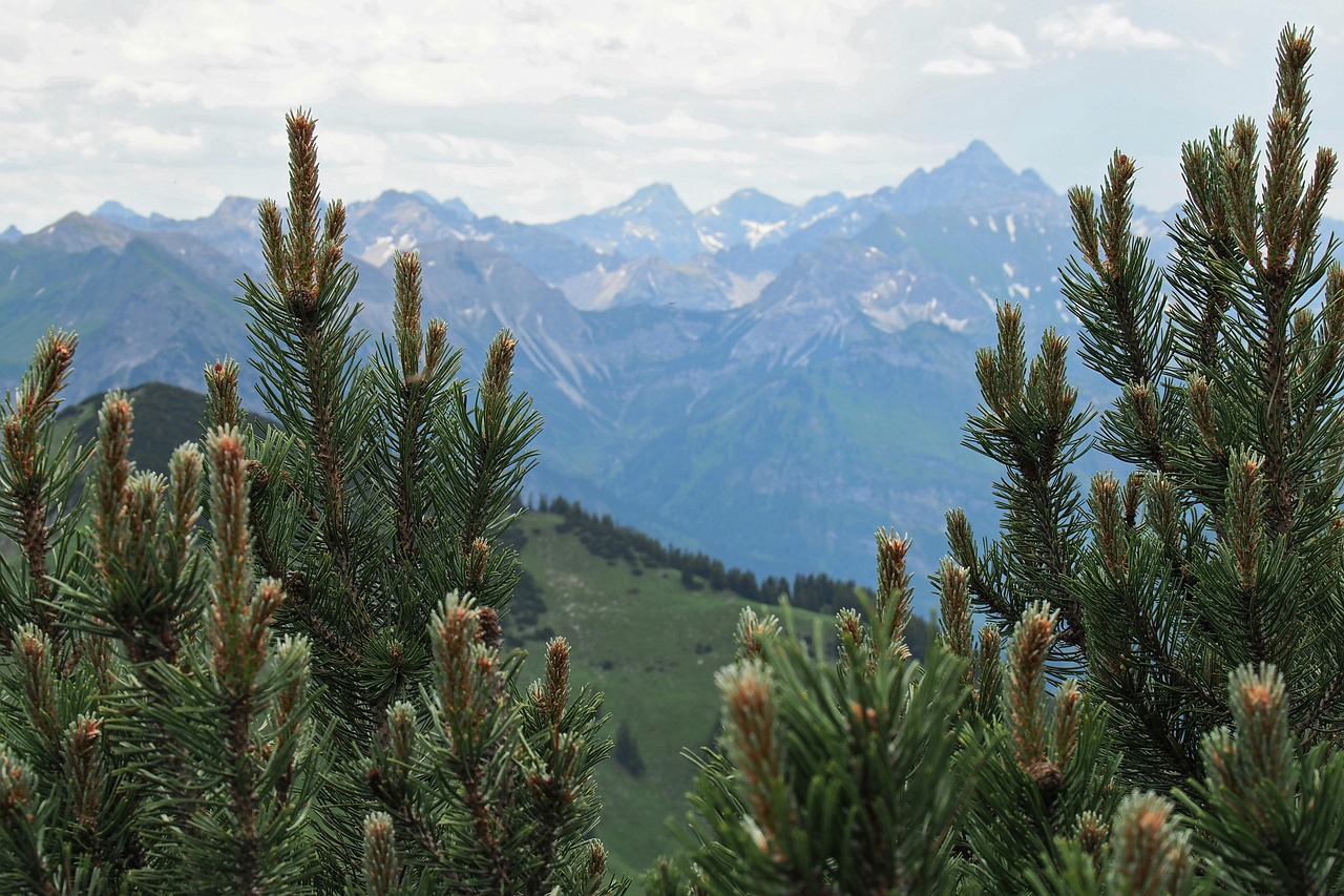 Berge Latschenkiefer Tyrol - Kostenloses Foto auf Pixabay