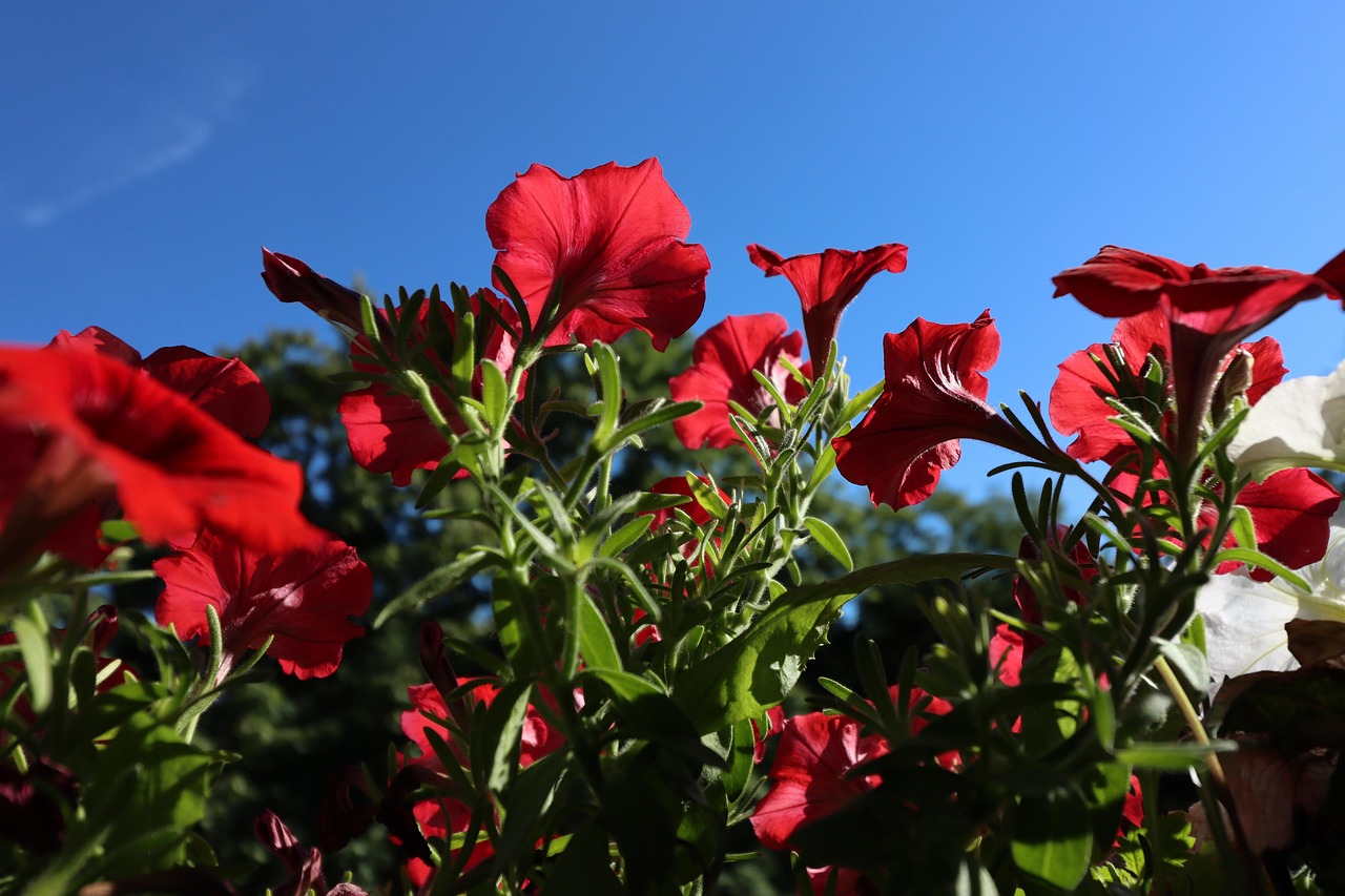 Pétunias Fleurs Les Plantes - Photo gratuite sur Pixabay - Pixabay