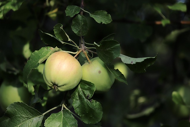 Fruit Pomme Biologique - Photo gratuite sur Pixabay - Pixabay