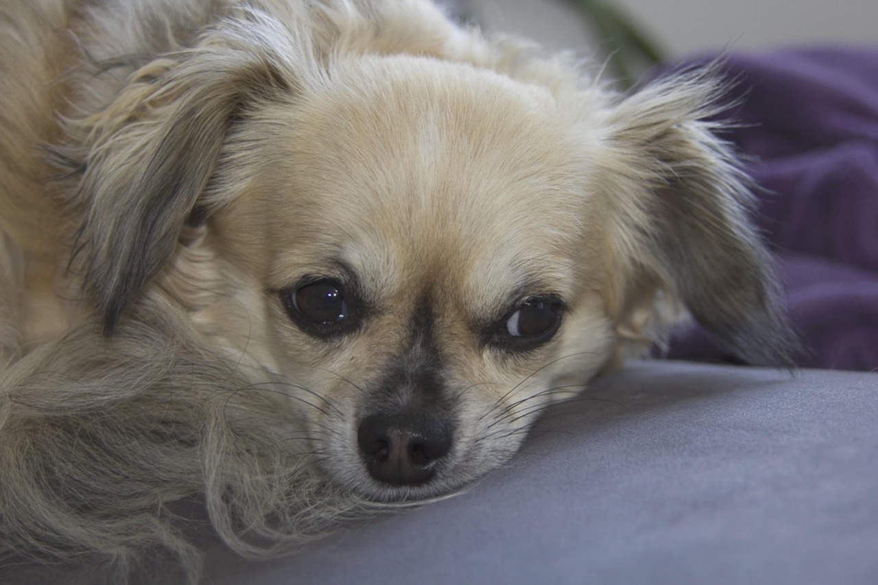 Chihuahua A Poils Longs Chien - Free photo on Pixabay - Pixabay