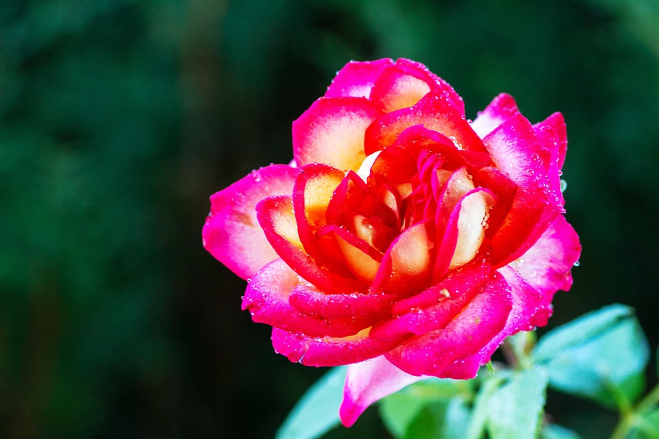 Gartenrose Pinke Blume Rose - Kostenloses Foto auf Pixabay - Pixabay
