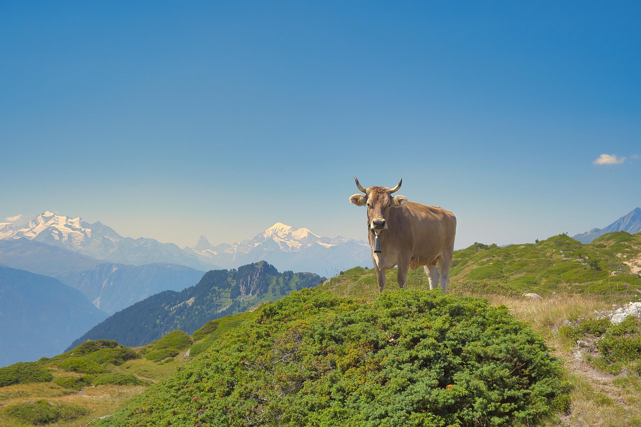 10,000+ Free Switzerland Cow & Switzerland Images - Pixabay