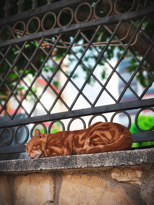 Cat Chat Errant Des Rues - Photo gratuite sur Pixabay - Pixabay