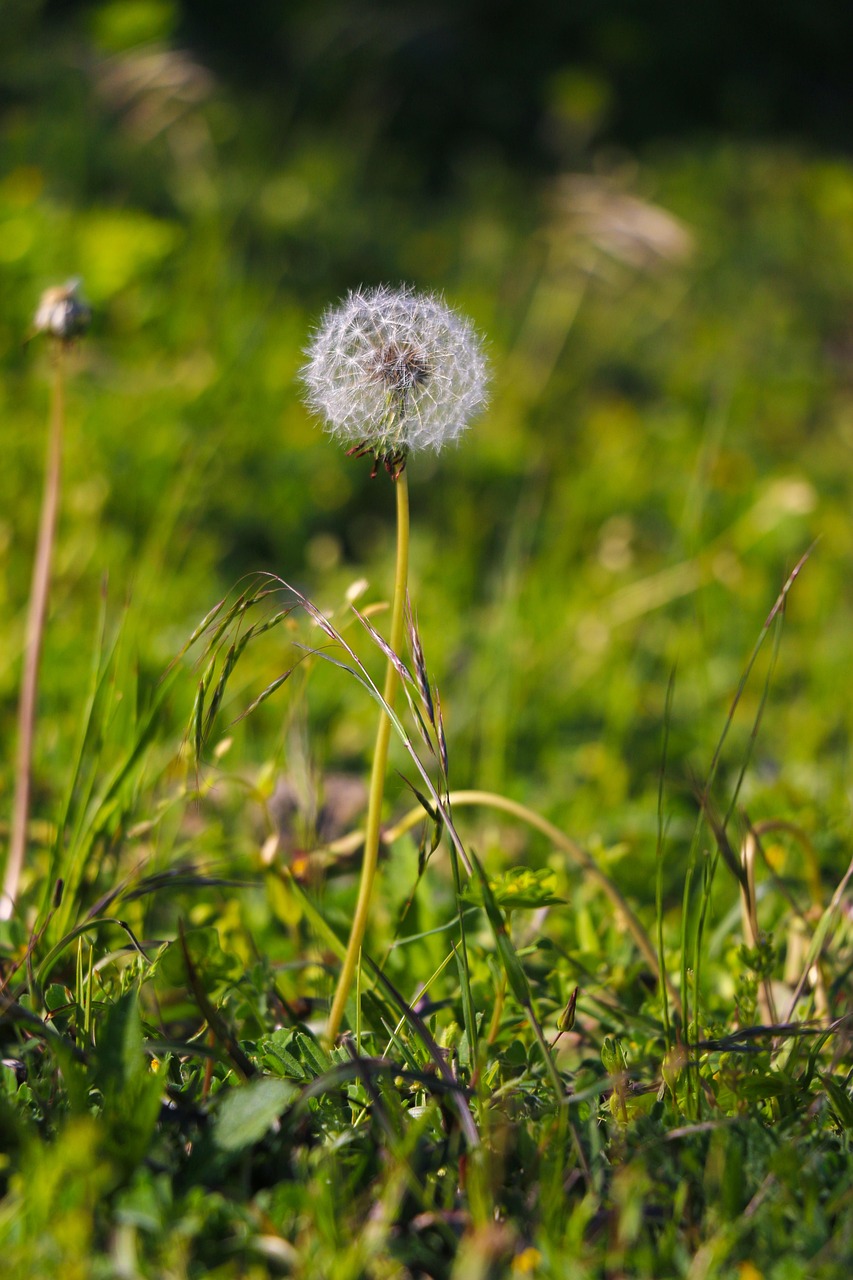 Dandelion Fluff - Free photo on Pixabay - Pixabay