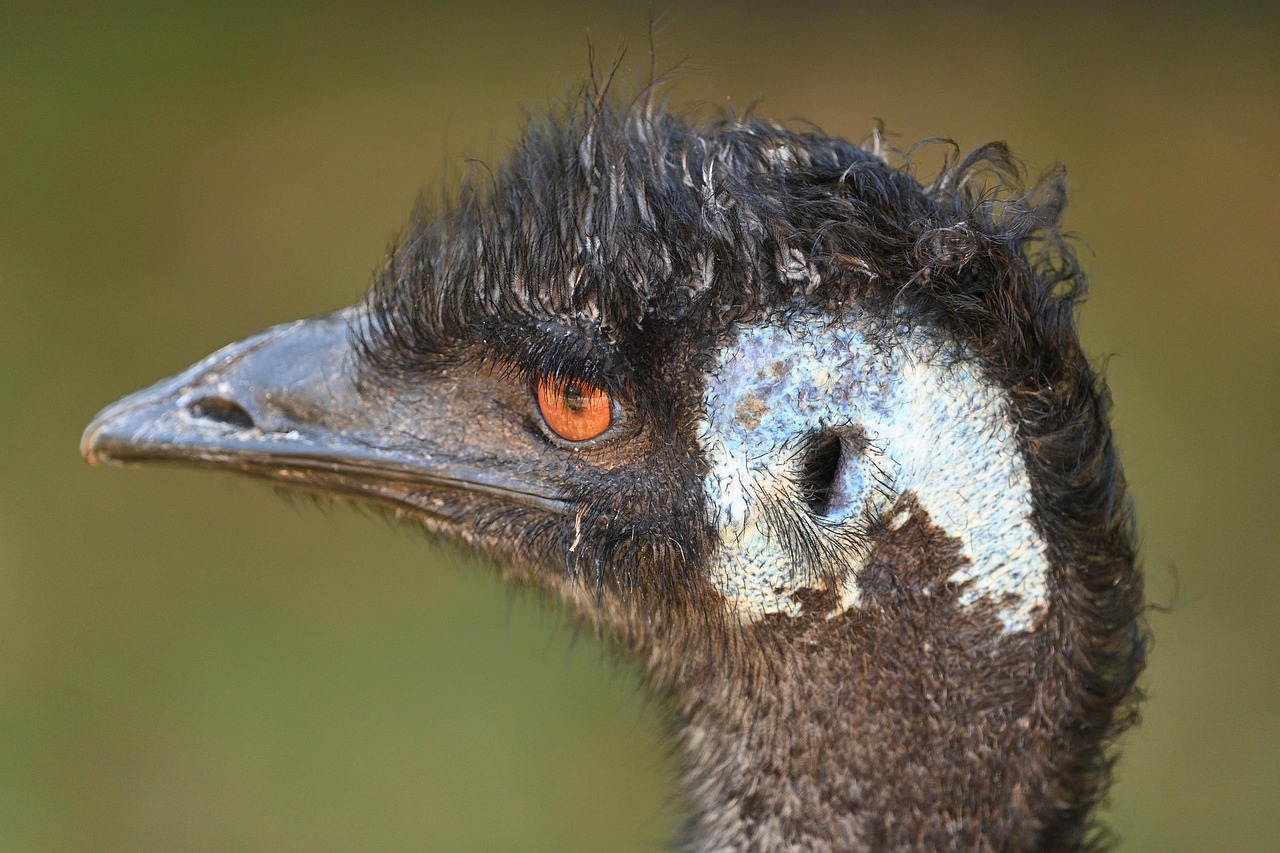 Emu Bird Animal - Free photo on Pixabay