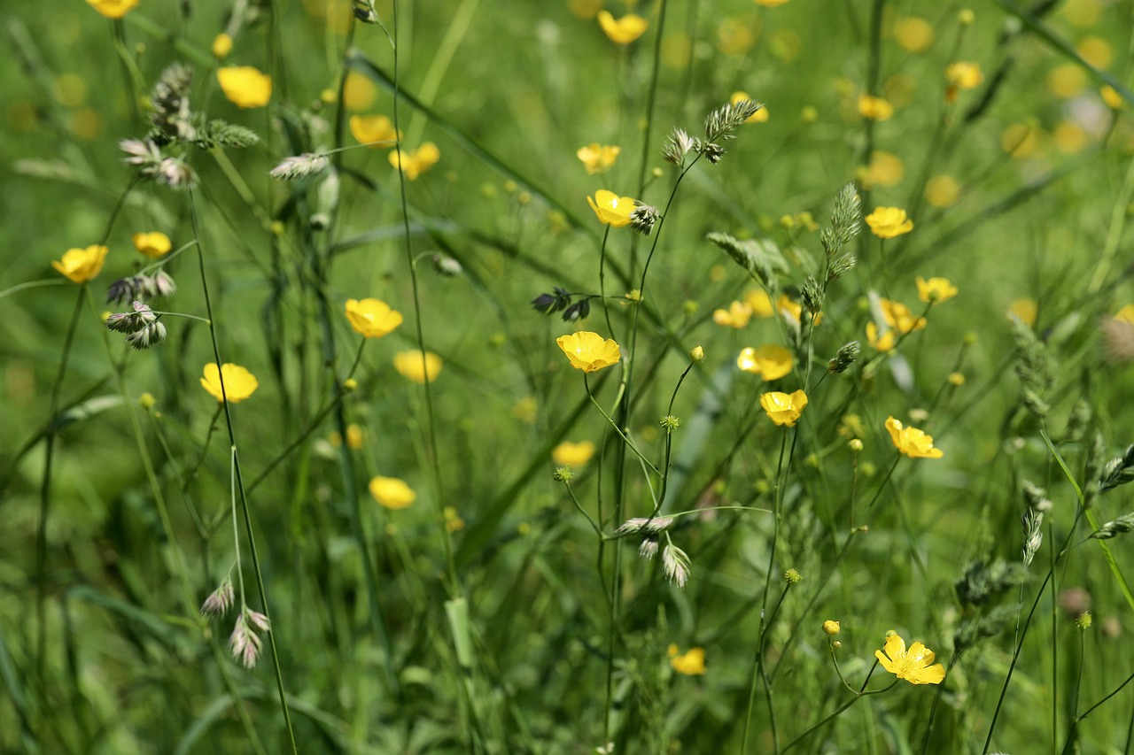 400,000+ Free Buttercup Flower & Nature Images - Pixabay
