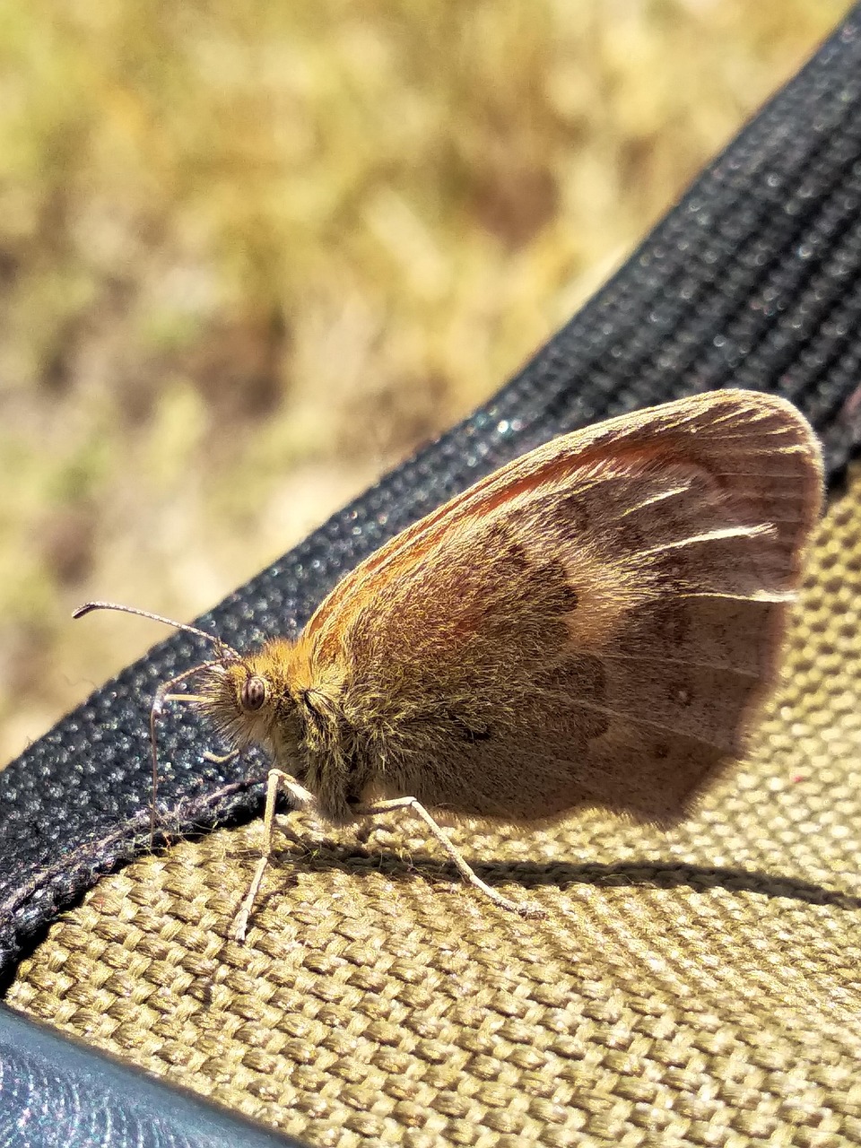 Papillon Nature L t Photo Gratuite Sur Pixabay papillon-nature-l-t-photo-gratuite-sur-pixabay