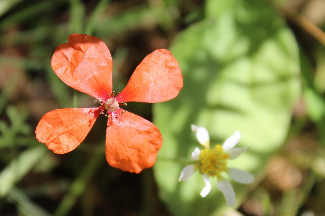 Poppy Daisy Flowers - Free photo on Pixabay - Pixabay