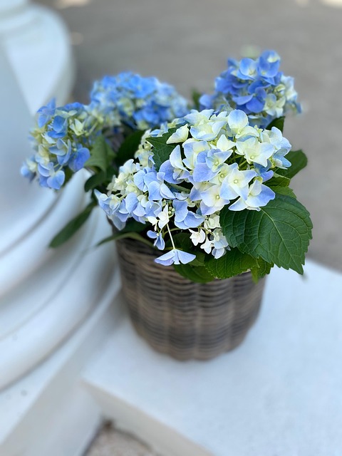 Hydrangea Bunga-Bunga Tanaman - Foto gratis di Pixabay - Pixabay