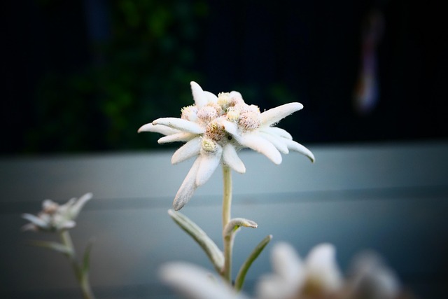 Edelweiss Austria Flowers White - Free photo on Pixabay