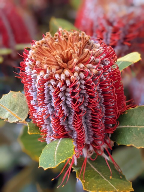 Flower Red Australian - Free photo on Pixabay - Pixabay